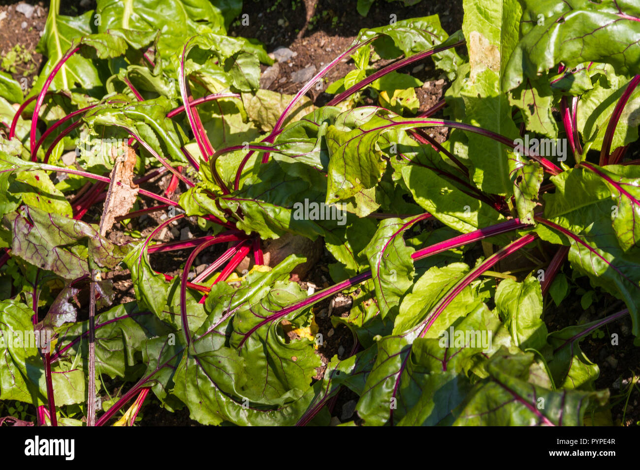Leaves of beetroot plants growing in soil Stock Photo - Alamy