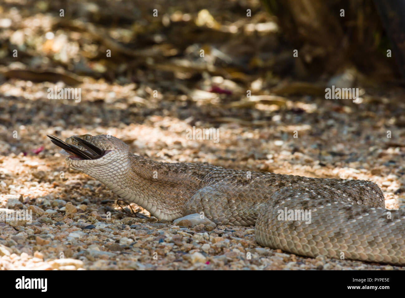 A Western Diamondback rattlesnake (Crotalus atrox) swallowing a Morning ...