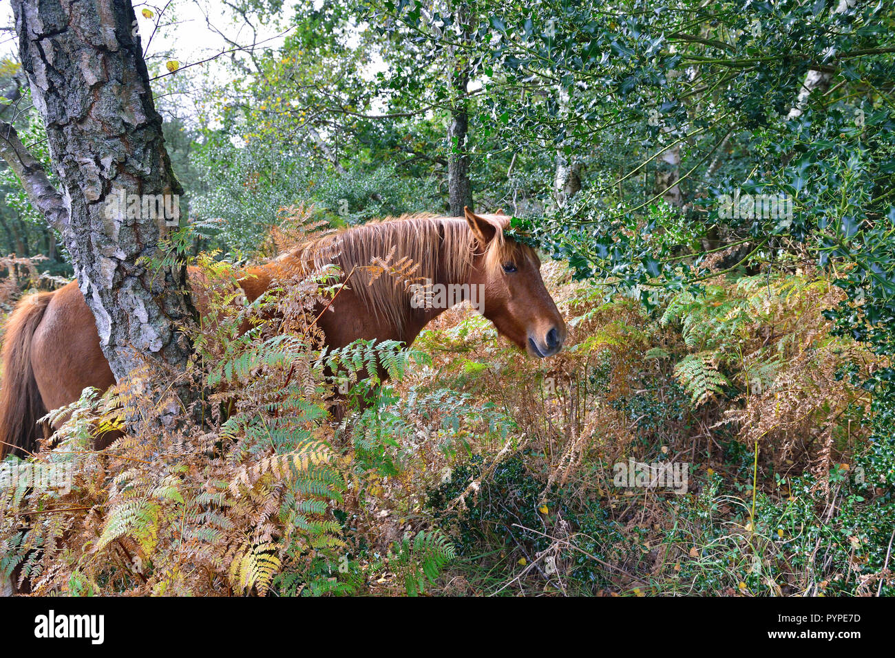 The New Forest pony is one of the recognised mountain and moorland or ...