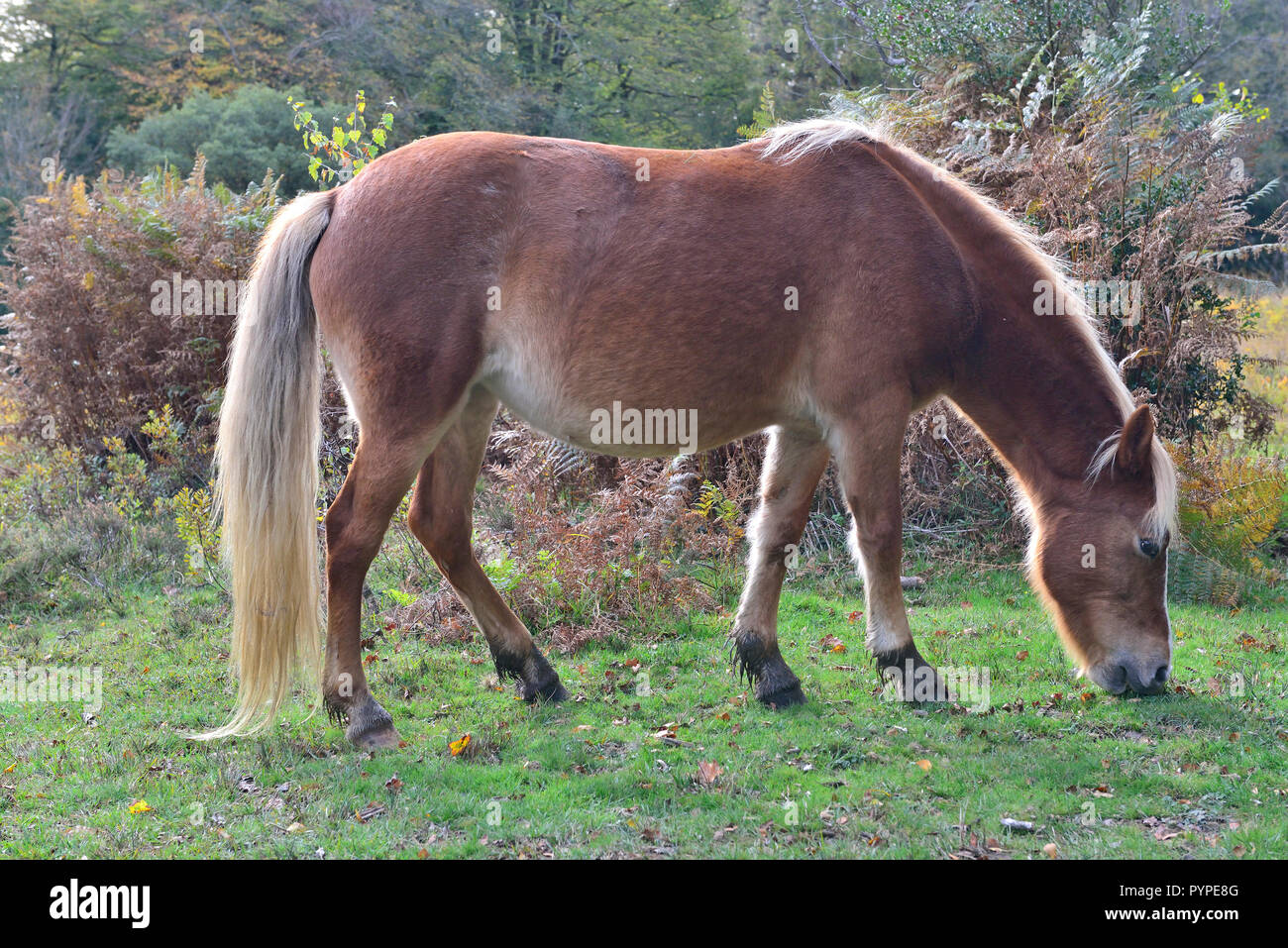 The New Forest pony is one of the recognised mountain and moorland or ...