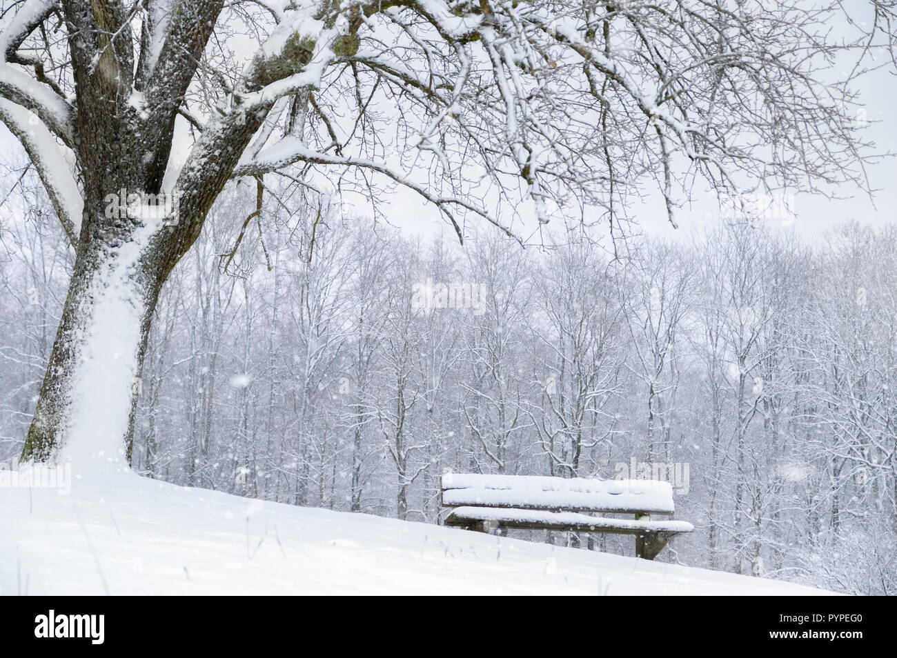 Winter scenery with a wooden bench under a big tree, covered in snow ...