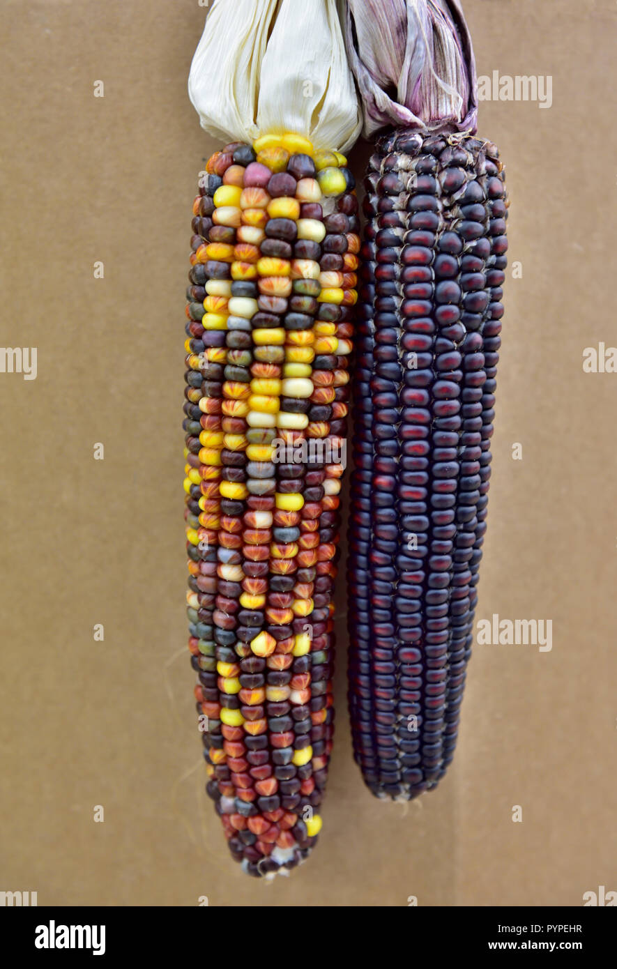 Mendelian genetics hi-res stock photography and images - Alamy