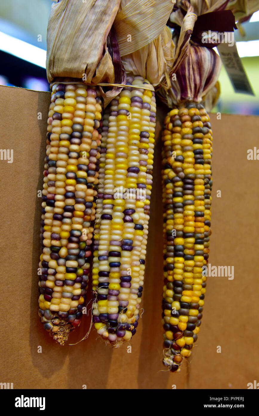 Mendelian genetics in corn hi-res stock photography and images - Alamy