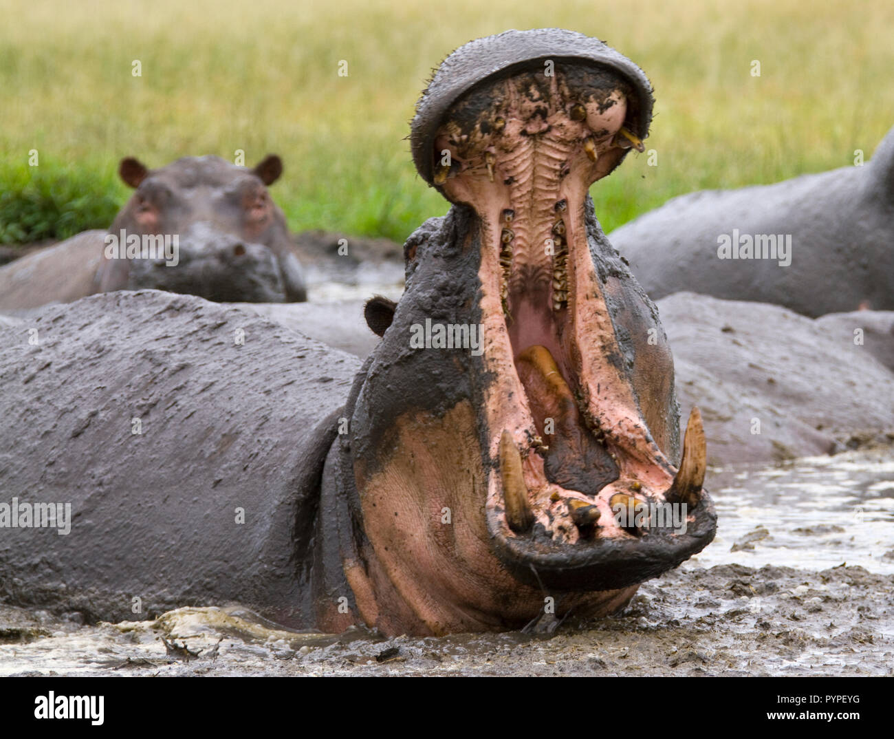 Most Dangerous Animals In Africa