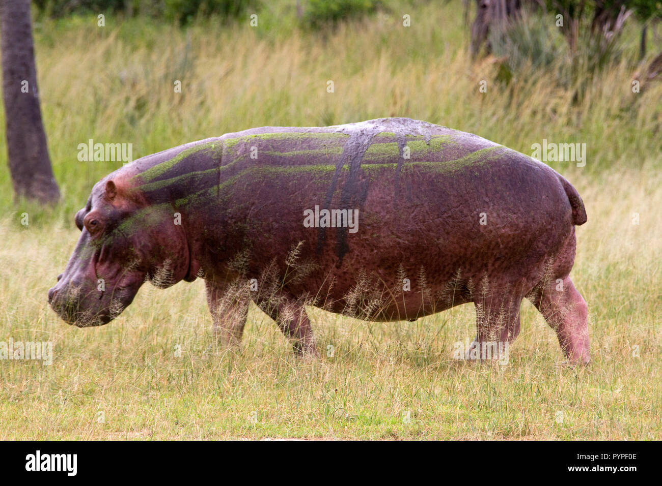Sweat glands hi-res stock photography and images - Alamy