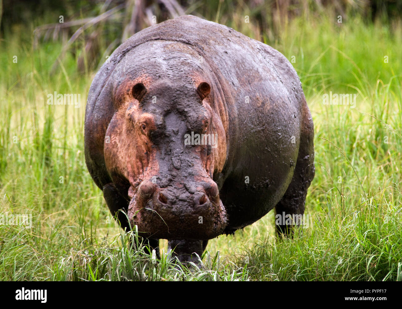 Predominantly nocturnal hi-res stock photography and images - Alamy
