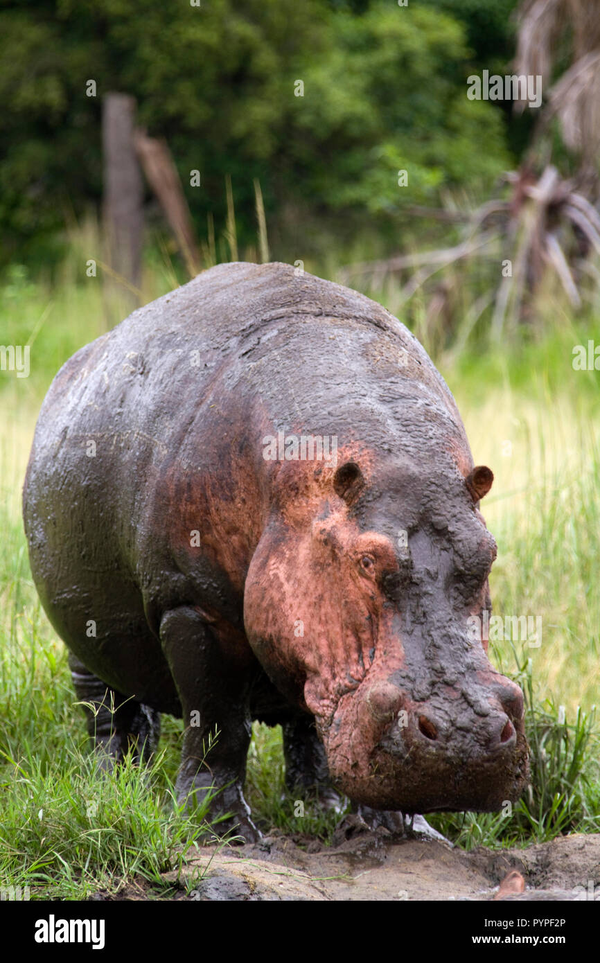 The hippo has very sensitive skin that easy dries and burns so they ...