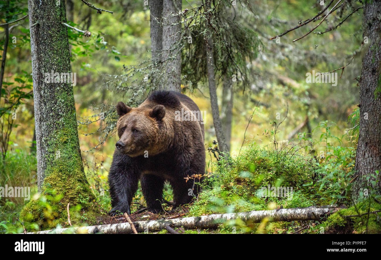 A brown bear in the autumn forest. Adult Big Brown Bear Male ...