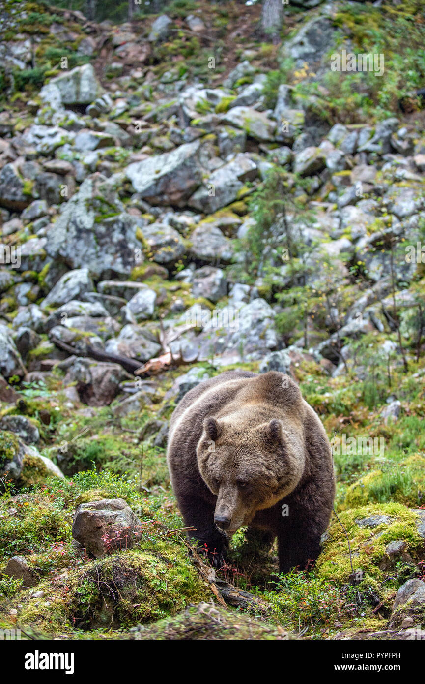 Bear on a rocks. A brown bear in the autumn forest. Adult Big Brown ...