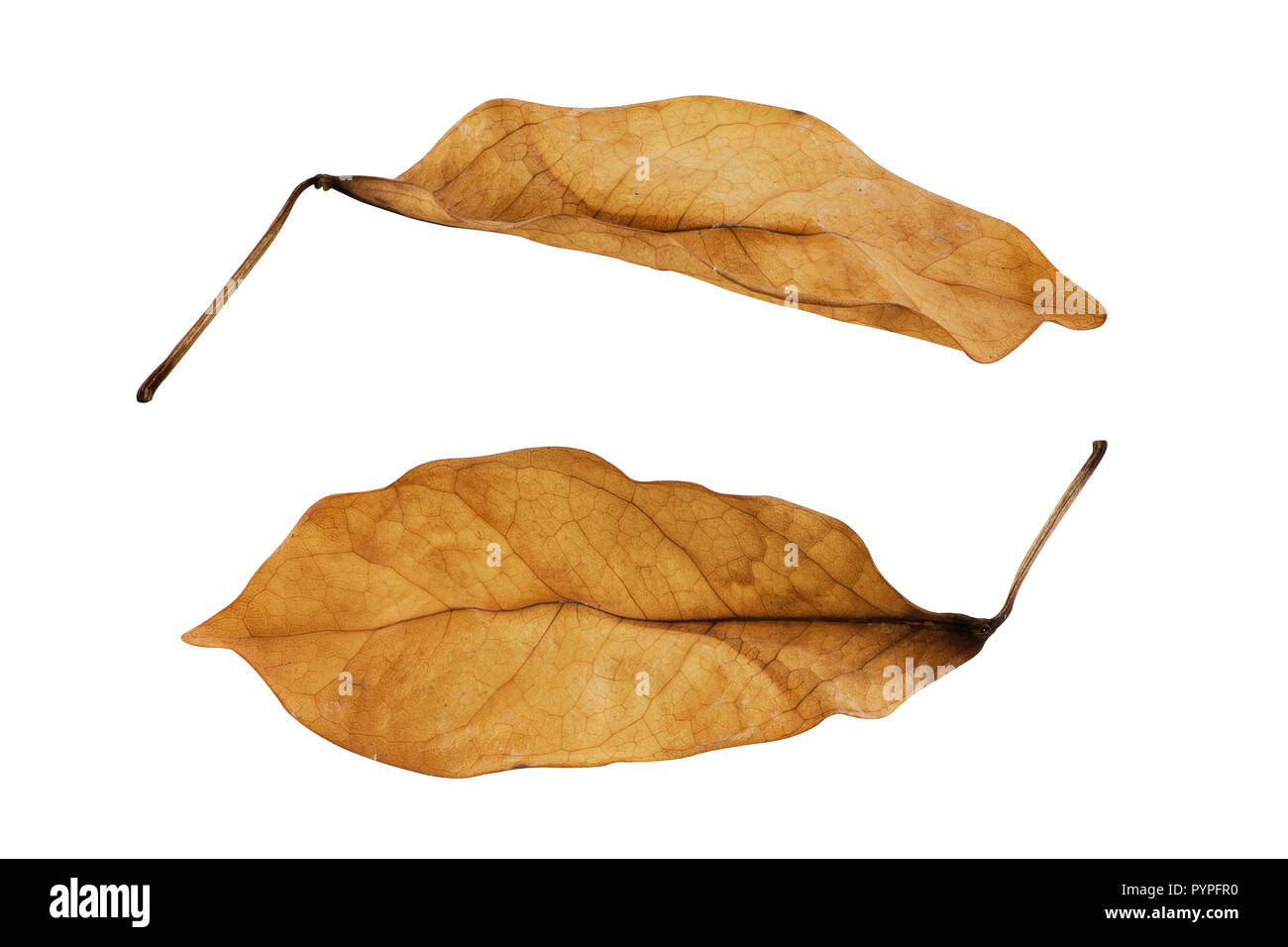 Isolate dry leaves on white background Stock Photo - Alamy