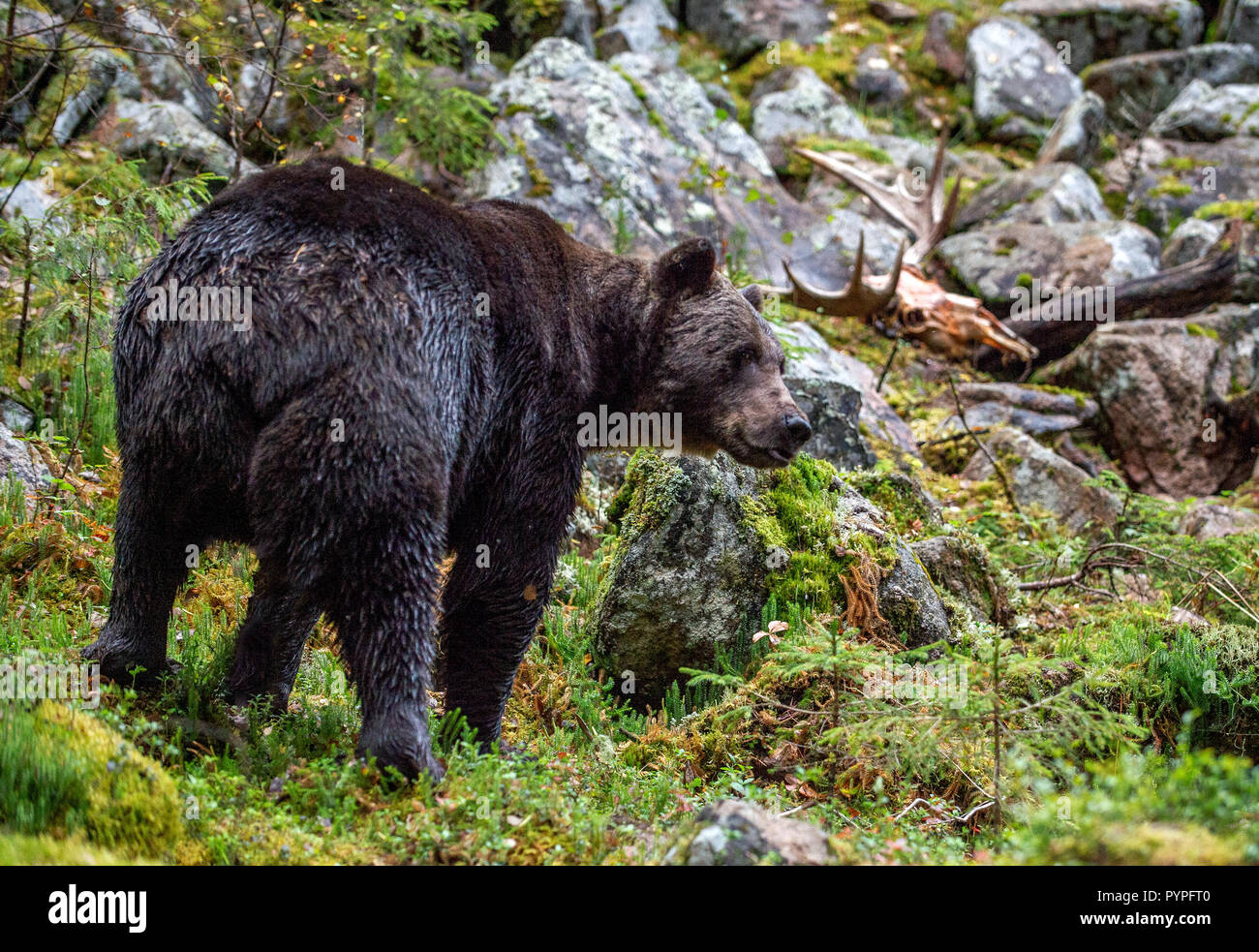 Bear on a rocks. A brown bear in the autumn forest. Adult Big Brown ...