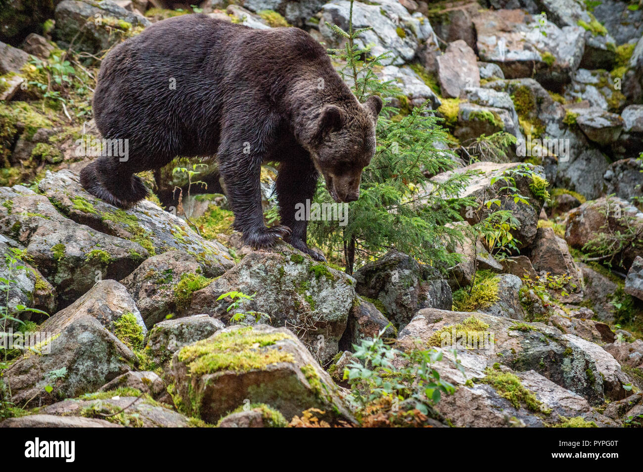 Bear on a rocks. A brown bear in the autumn forest. Adult Big Brown ...
