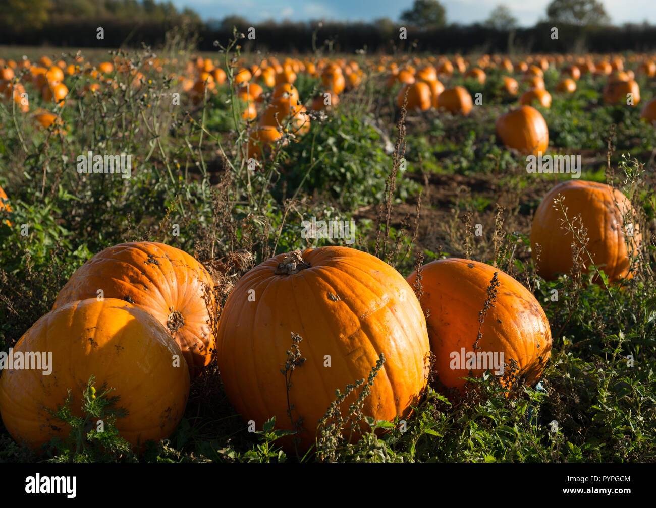 Pumpkin farming hi-res stock photography and images - Alamy