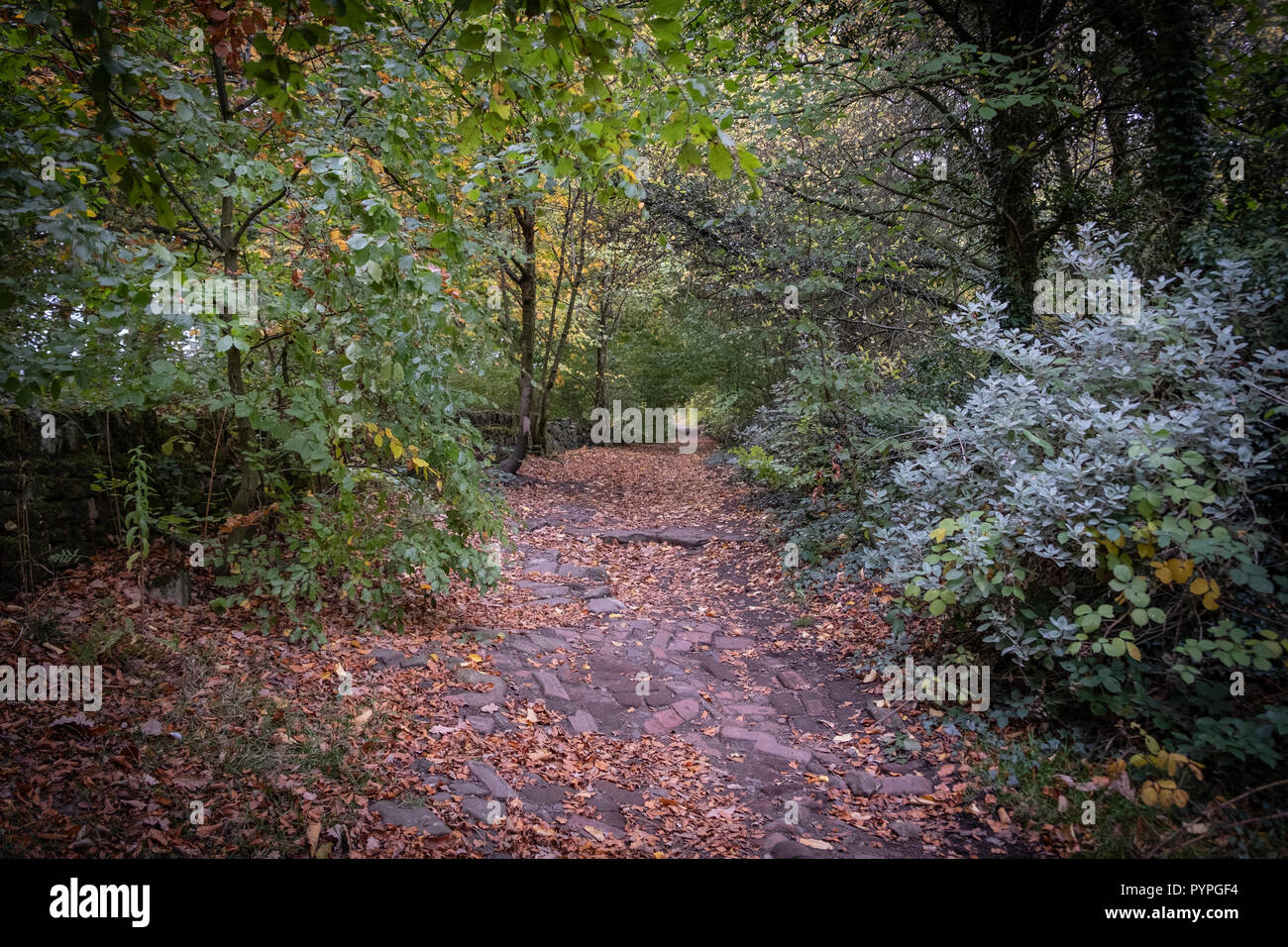 Autumnal scenes in Judy Woods, Wyke, Bradford, West Yorkshire, England ...