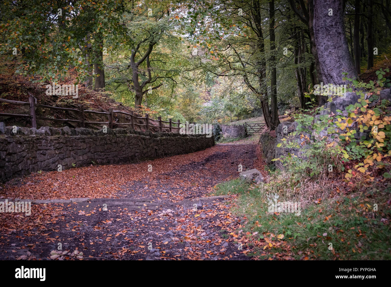 Autumnal scenes in Judy Woods, Wyke, Bradford, West Yorkshire, England ...