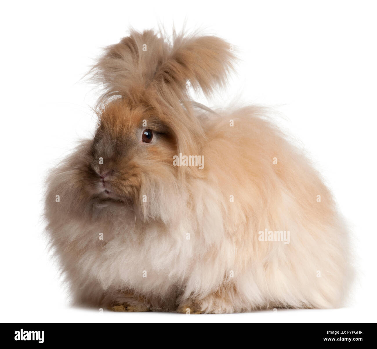 English Angora Rabbit