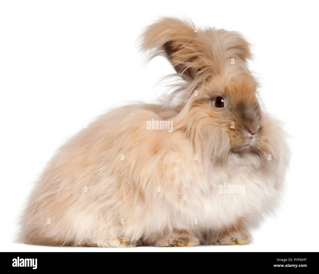 English Angora rabbit in front of white background Stock Photo - Alamy