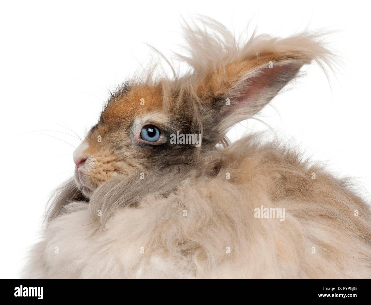 English angora rabbit hi-res stock photography and images - Alamy