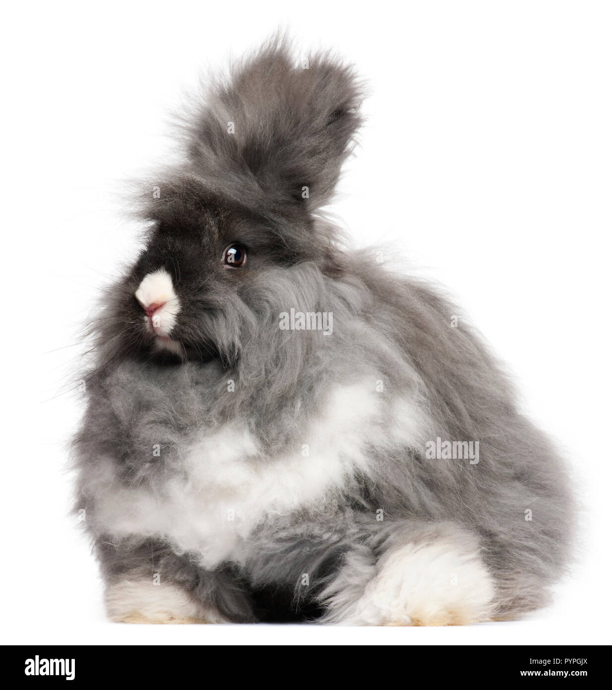 English angora rabbit hi-res stock photography and images - Alamy