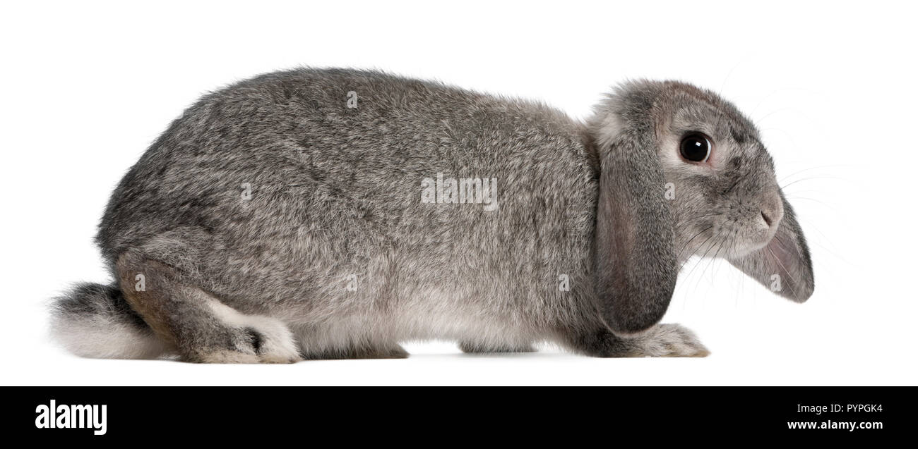 French Lop rabbit, 2 months old, Oryctolagus cuniculus, sitting in ...