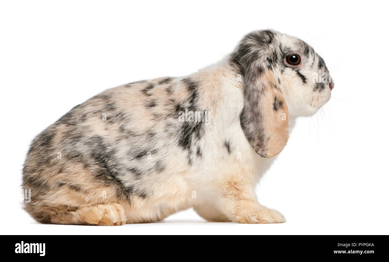 Tri Color Spotted French Lop rabbit, 2 months old, Oryctolagus ...