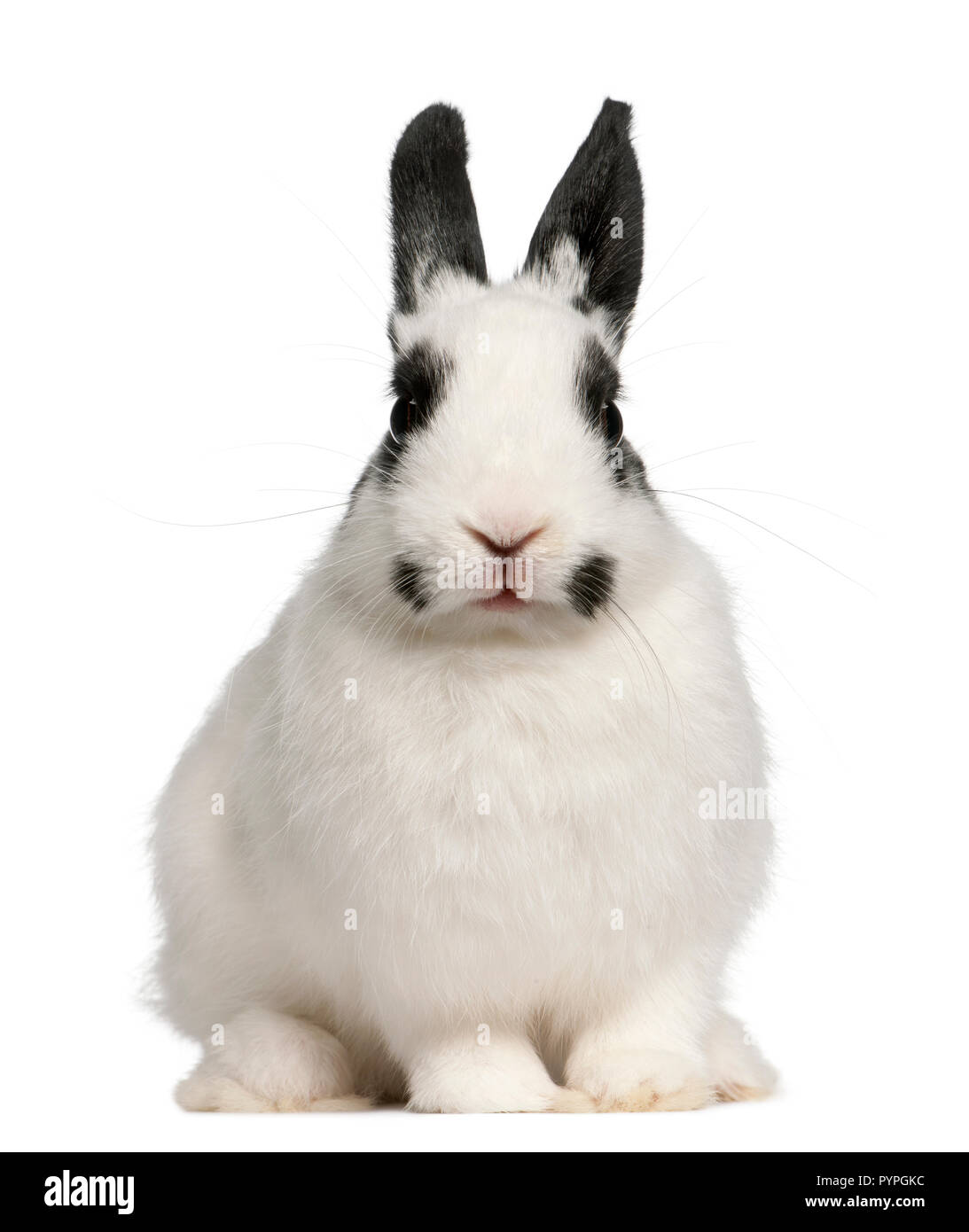 Dalmatian rabbit, 2 months old, Oryctolagus cuniculus, sitting in front ...