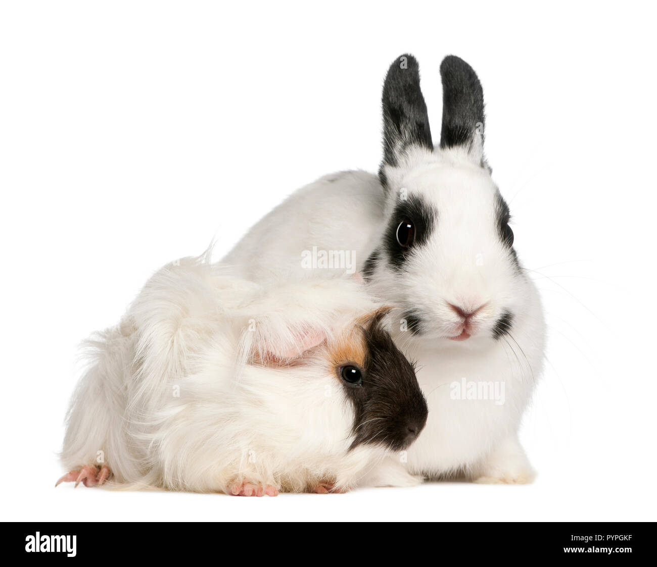 Dalmatian rabbit, 2 months old, and an Abyssinian Guinea pig, Cavia ...