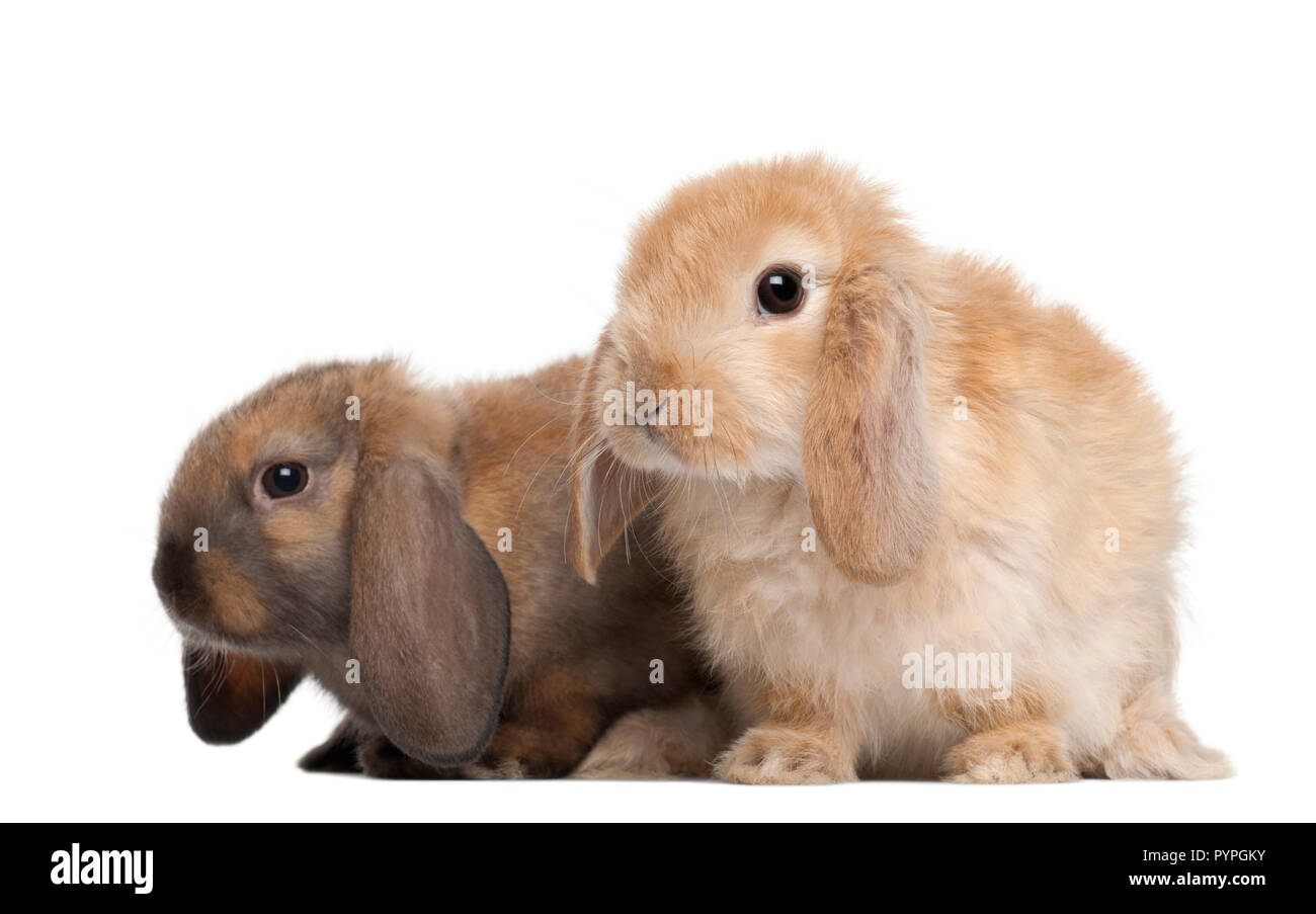 Rabbits against white background Stock Photo - Alamy