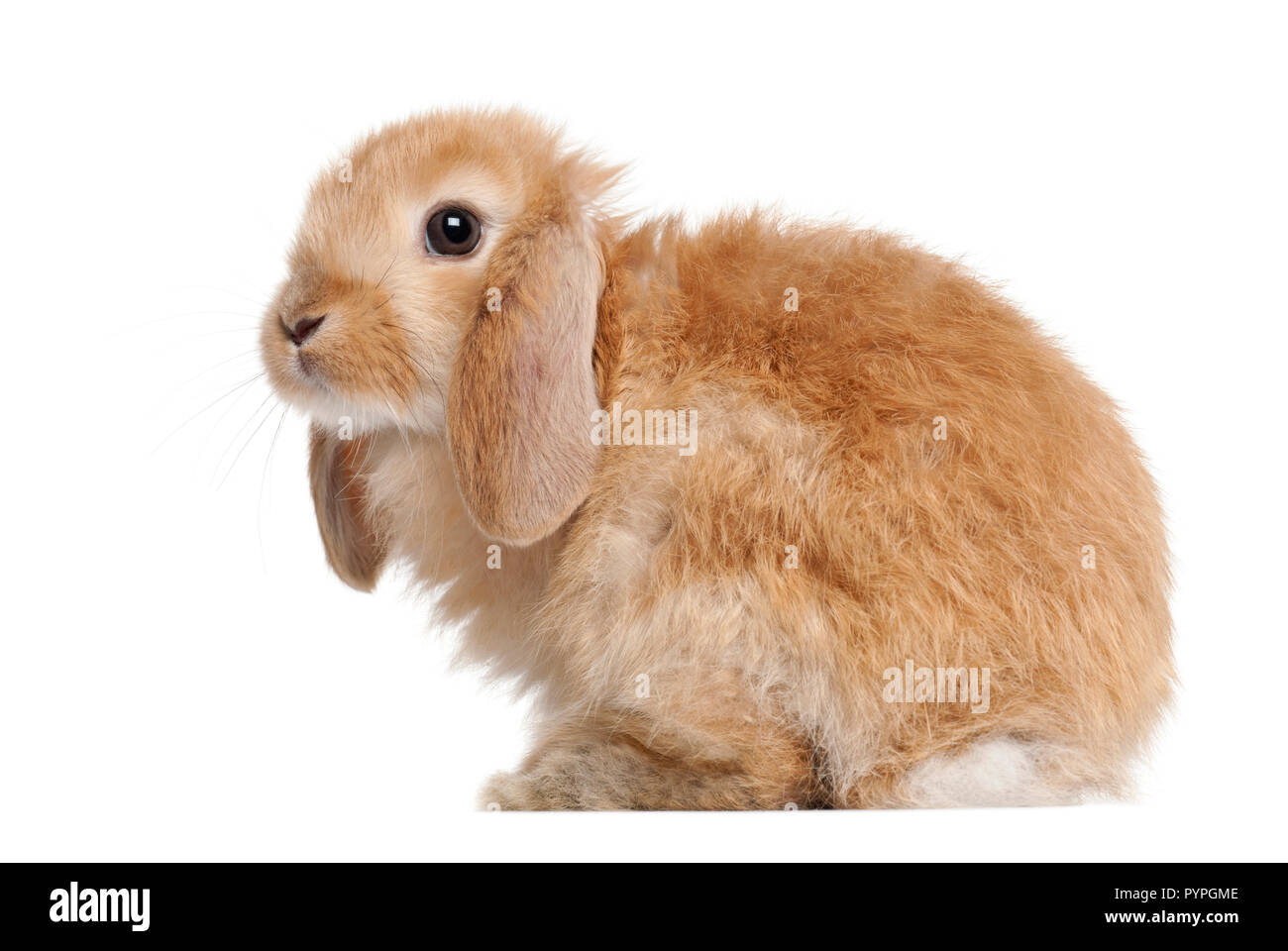 Rabbit against white background Stock Photo - Alamy
