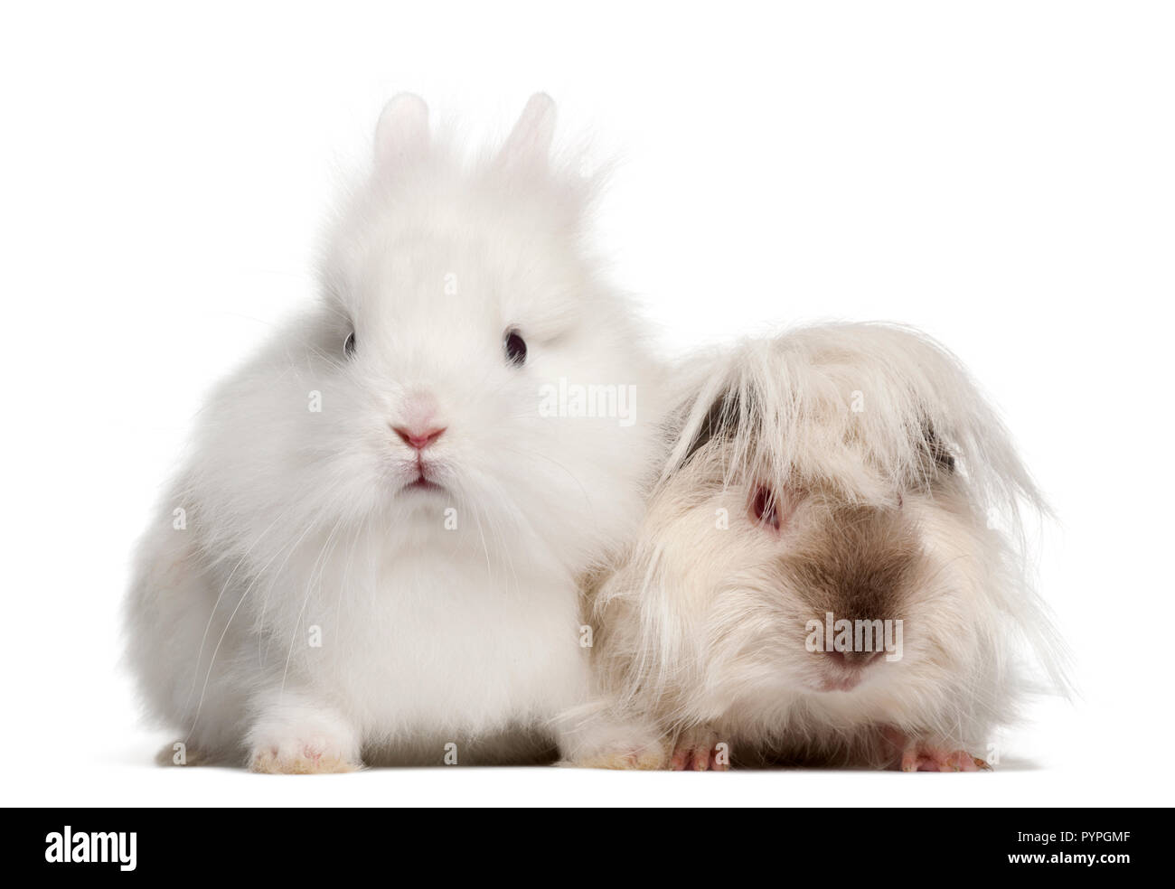 Rabbit and guinea pig portrait against white background Stock Photo - Alamy
