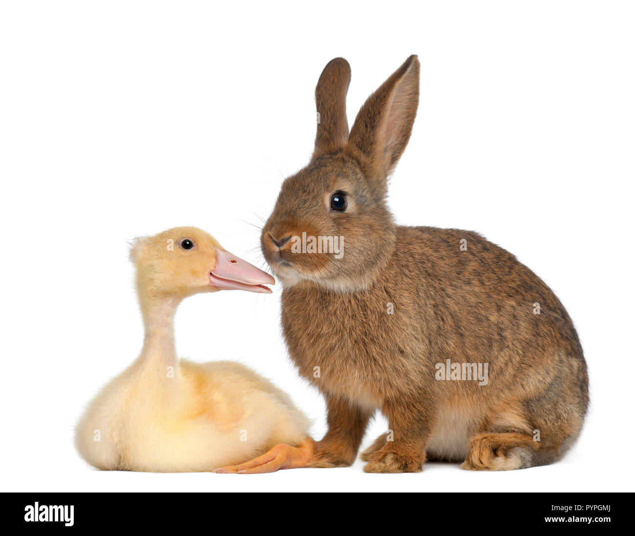 Rabbit sniffing duckling against white background Stock Photo - Alamy