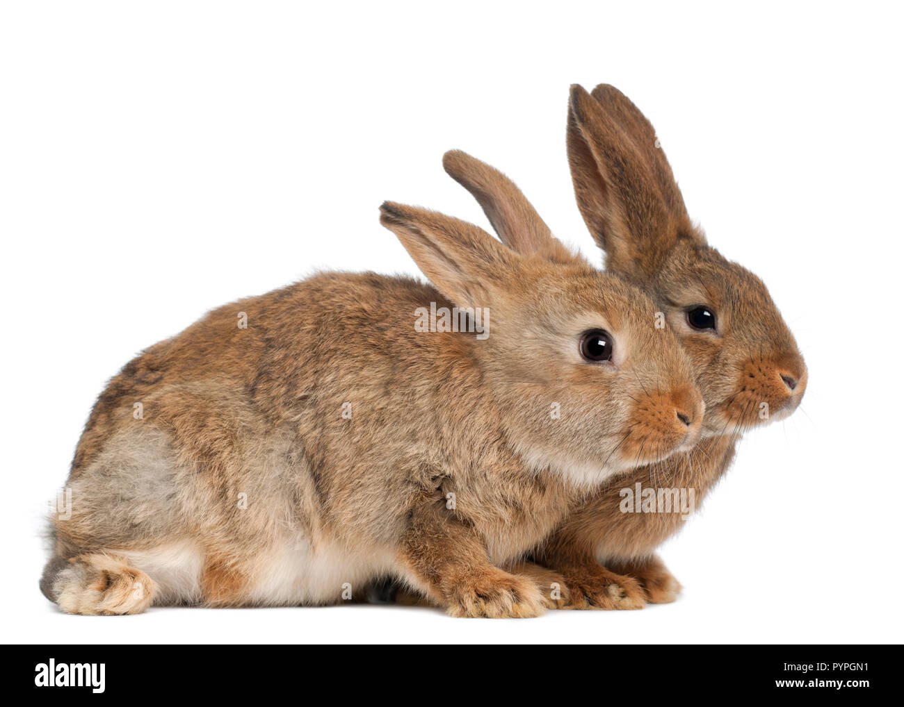Two rabbits against white background Stock Photo - Alamy