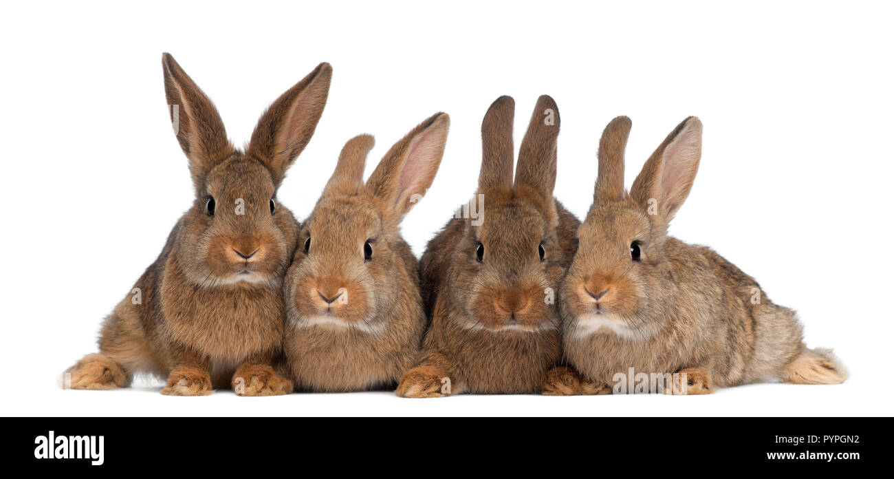Four rabbits against white background Stock Photo - Alamy
