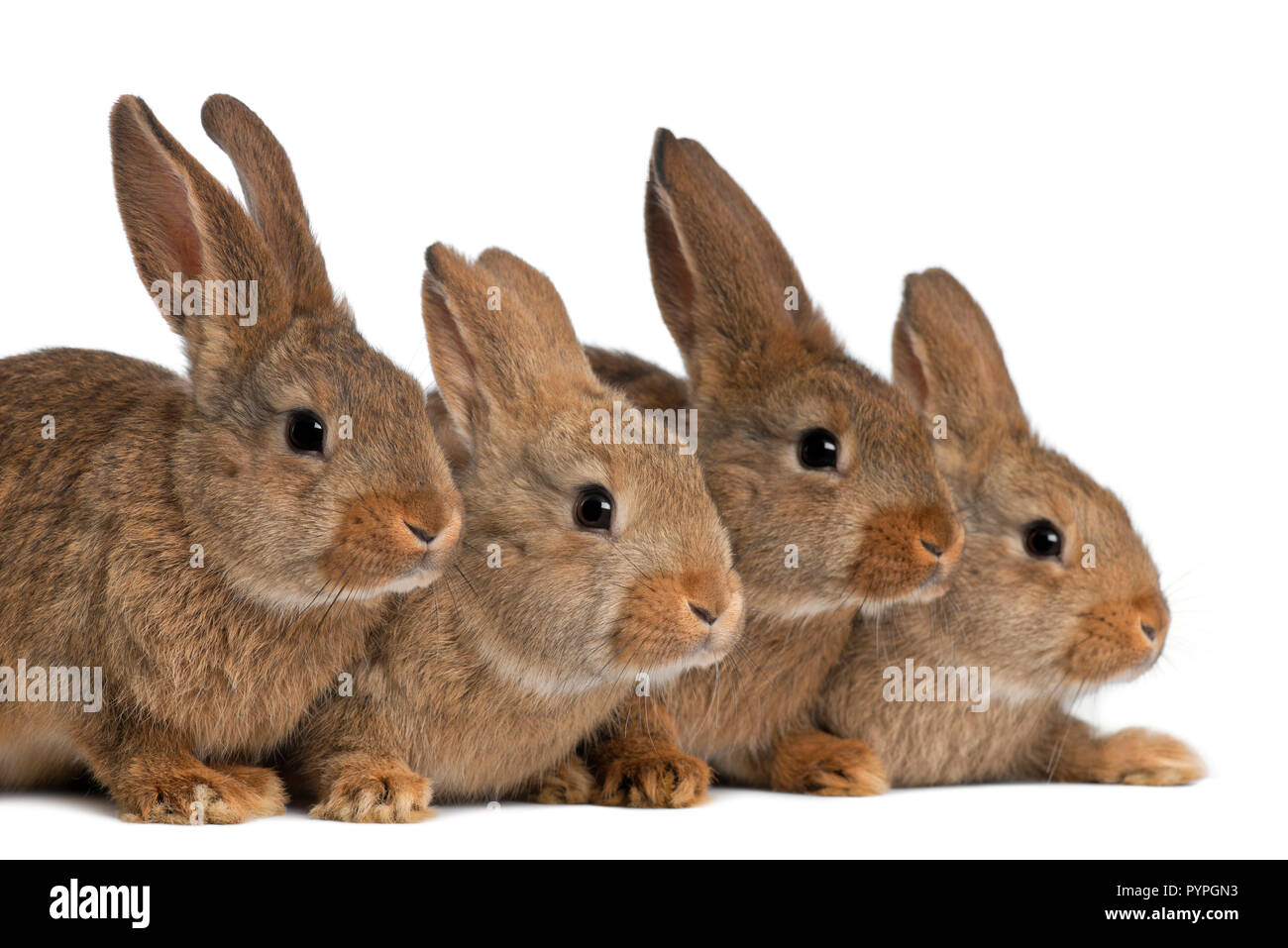 Four rabbits against white background Stock Photo - Alamy