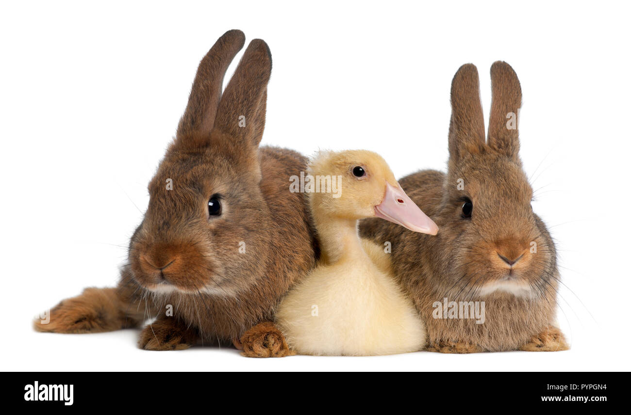 Duckling lying between two rabbits against white background Stock Photo ...