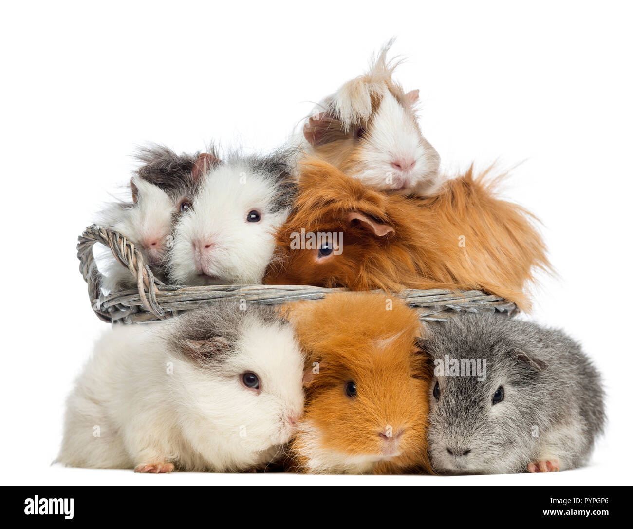 Group of guinea pig in a basket and three are lying in front of it ...