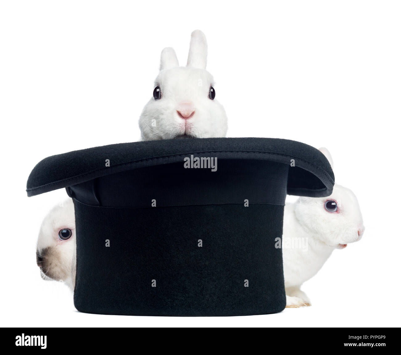 White rabbit out of a top hat hi-res stock photography and images - Alamy