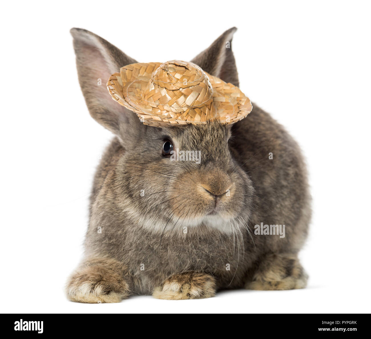 Rabbit wearing hat hi-res stock photography and images - Alamy