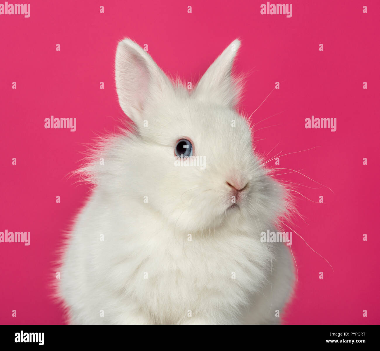 Rabbit on pink background Stock Photo - Alamy
