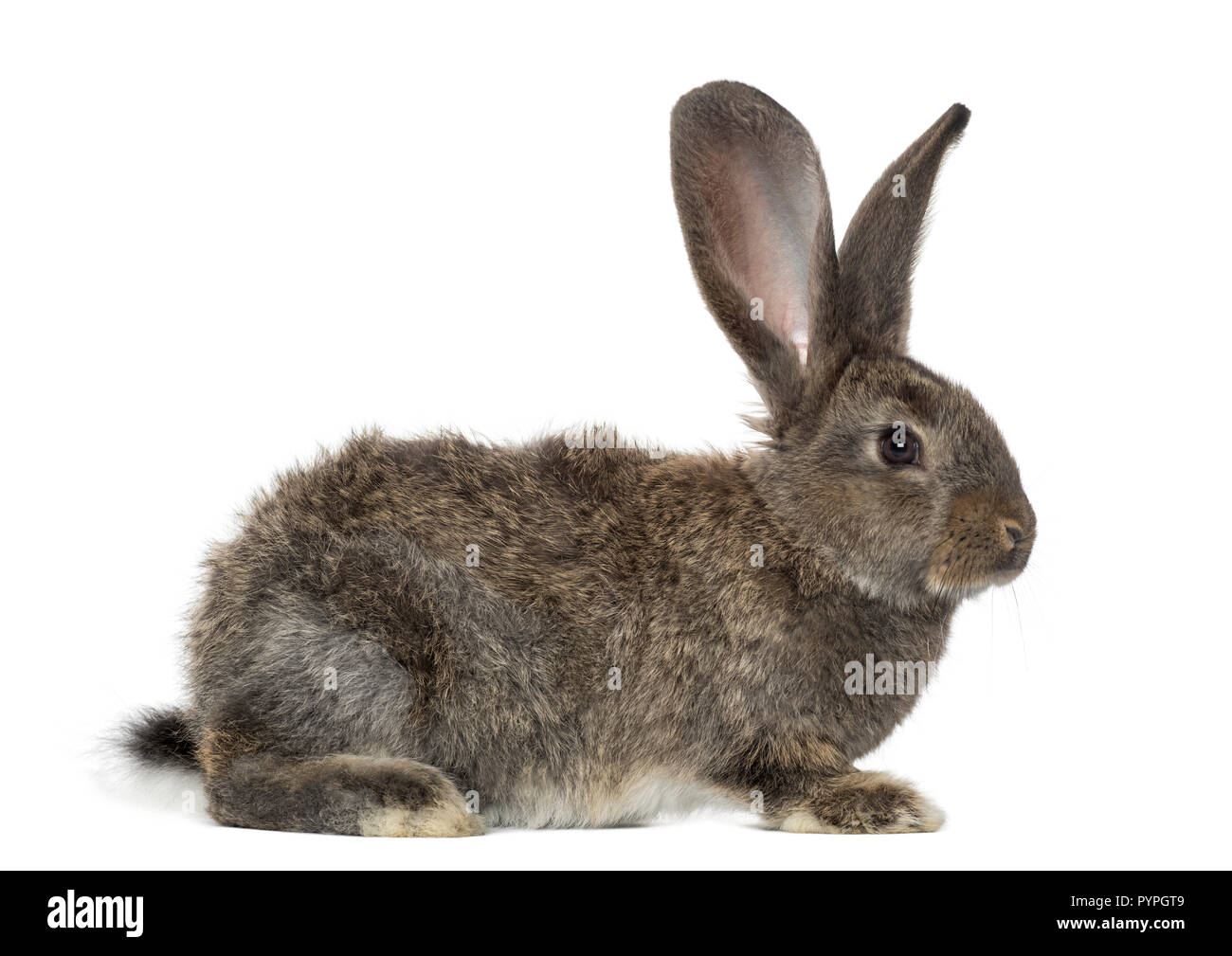 Rabbit, isolated on white Stock Photo - Alamy