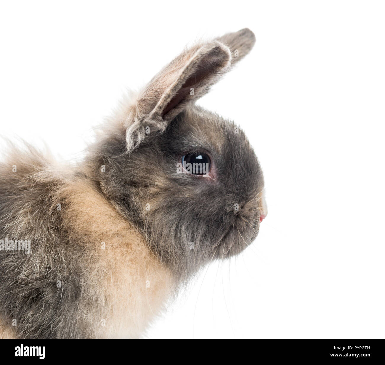 Rabbit headshot hi-res stock photography and images - Alamy