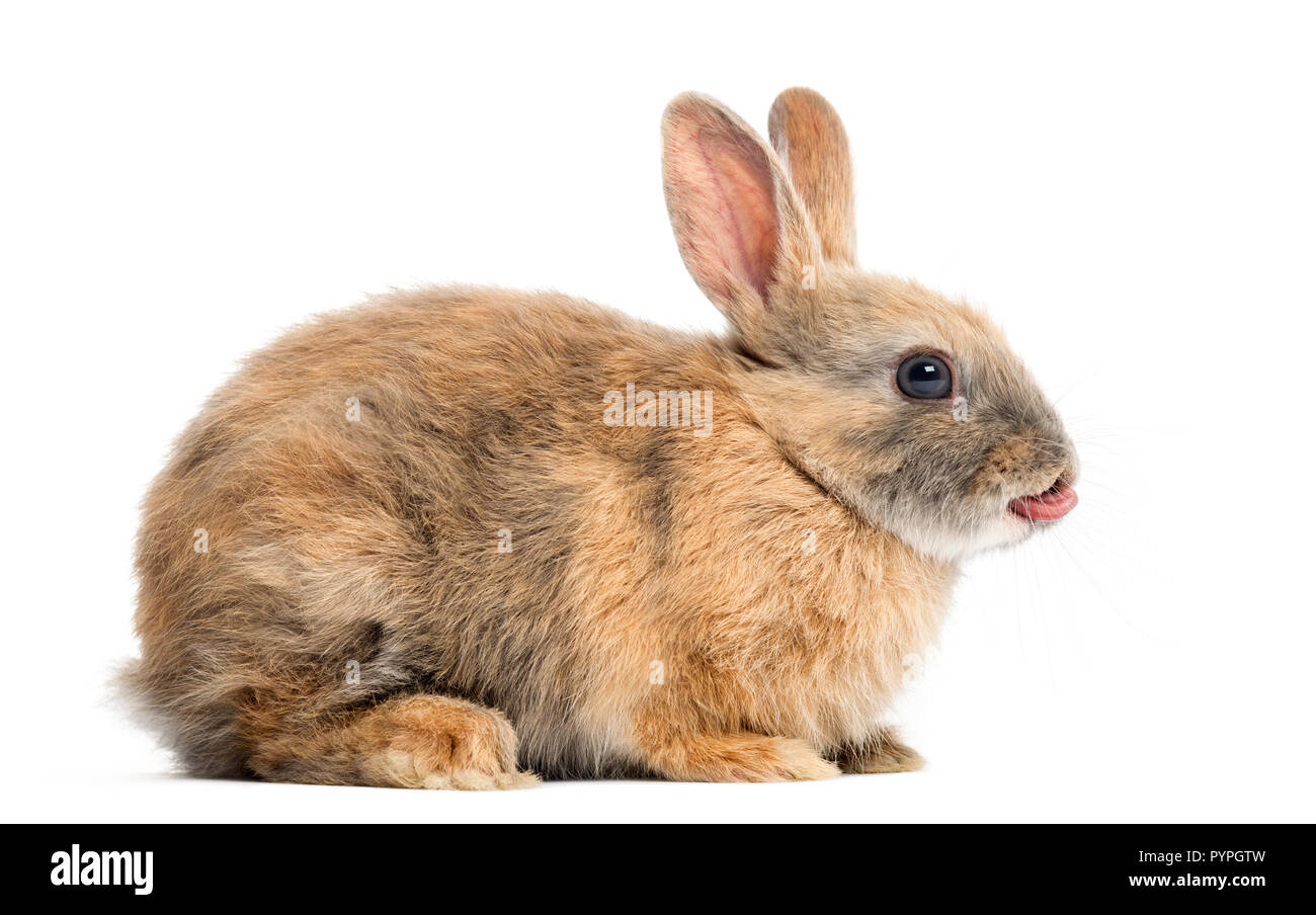 Rabbit in front of a white background Stock Photo - Alamy