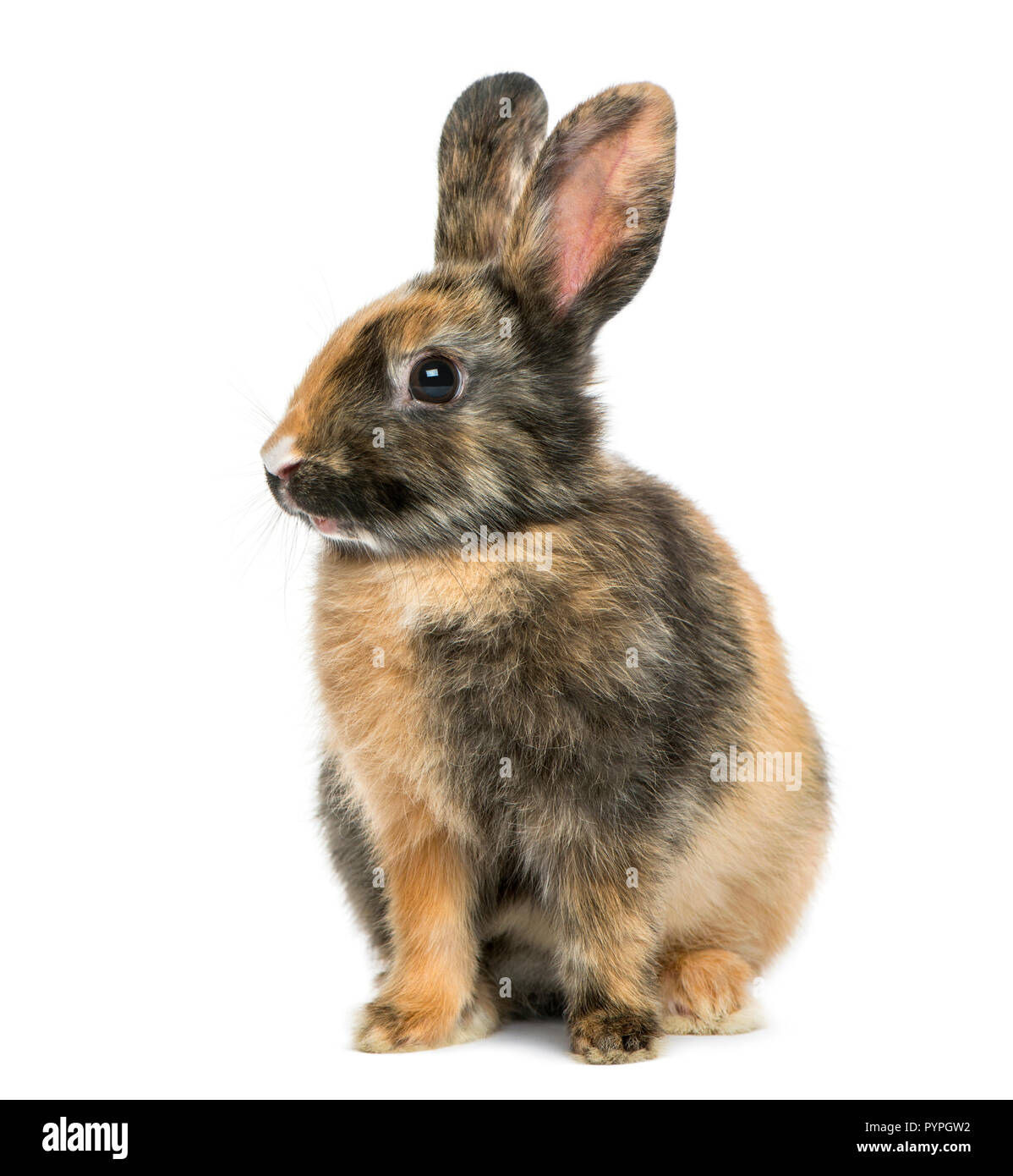 Profile of Rabbit isolated on white Stock Photo - Alamy