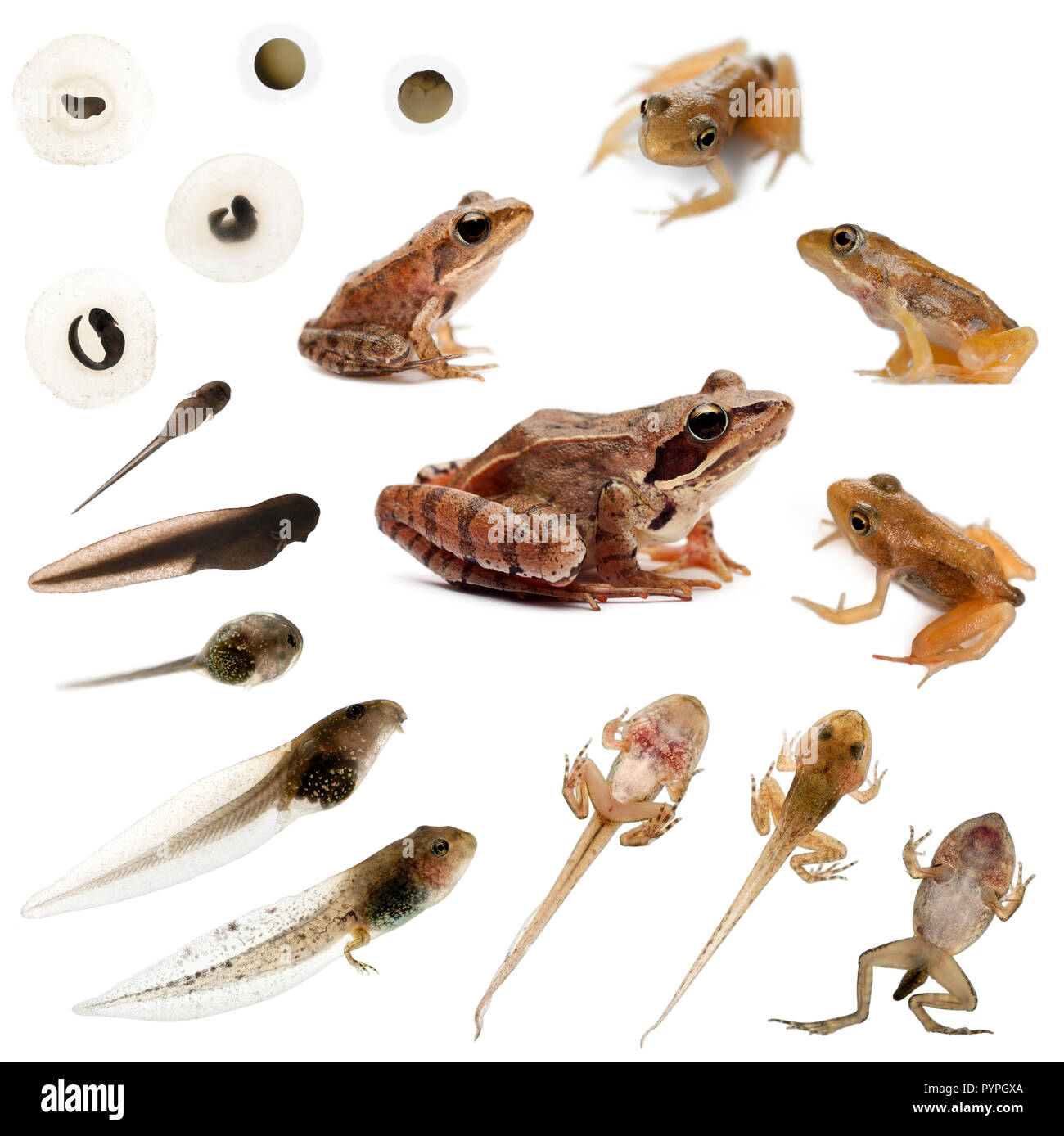 Composition of the complete evolution of a Common frog in front of a ...