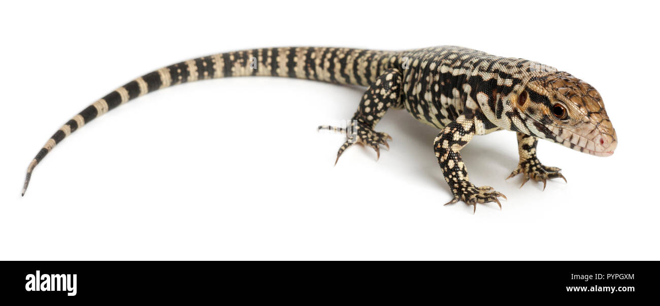 Blue Tegu, Tupinambis merianae, in front of white background Stock ...
