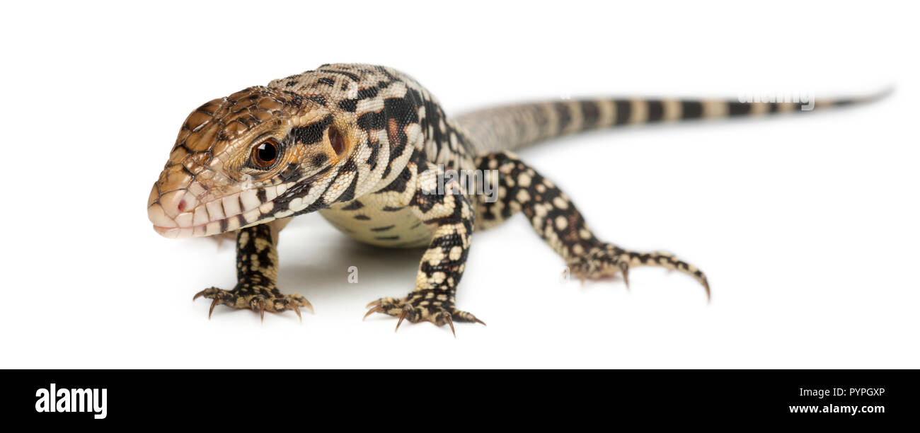 Blue Tegu, Tupinambis merianae, in front of white background Stock ...