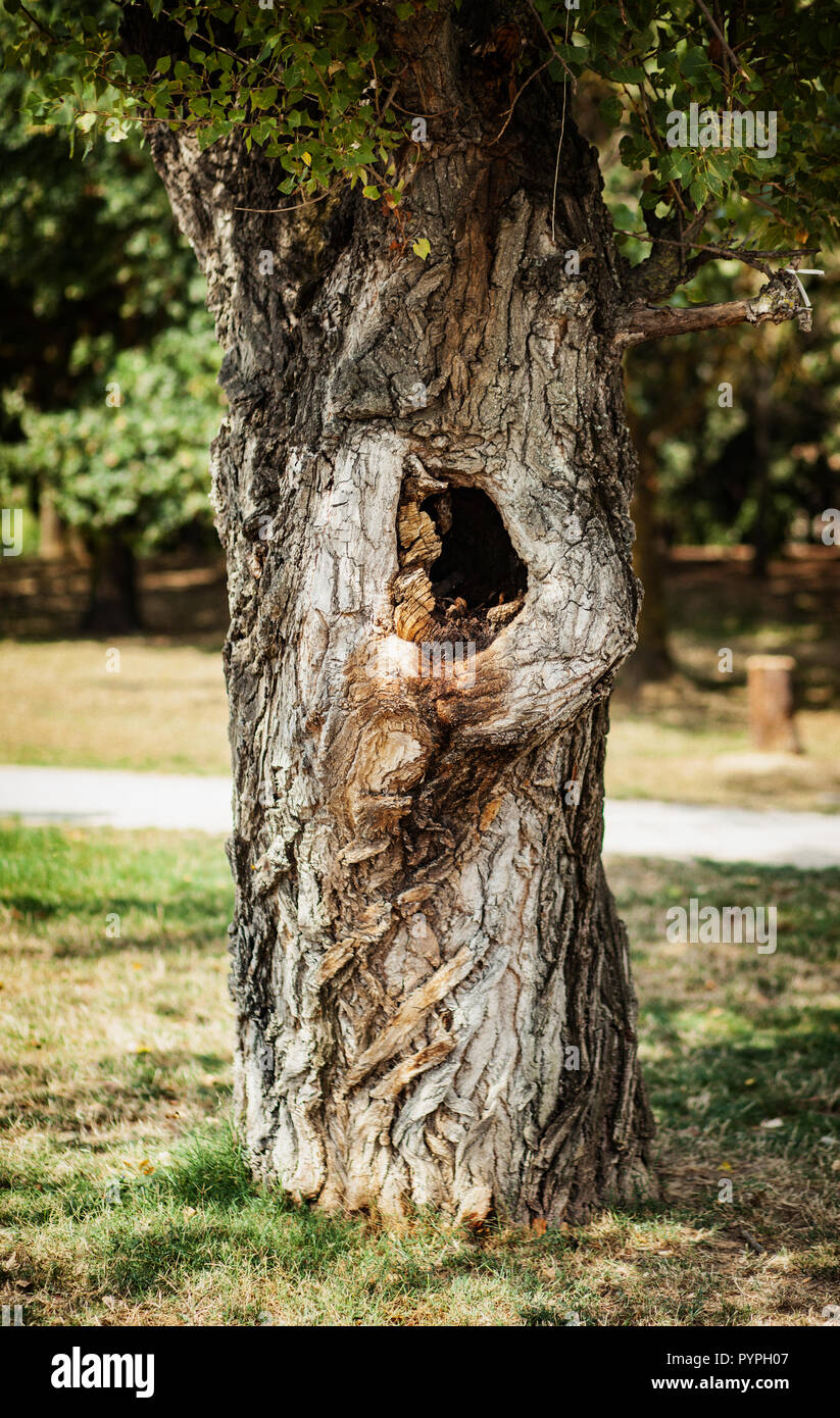 Treehollow hi-res stock photography and images - Alamy