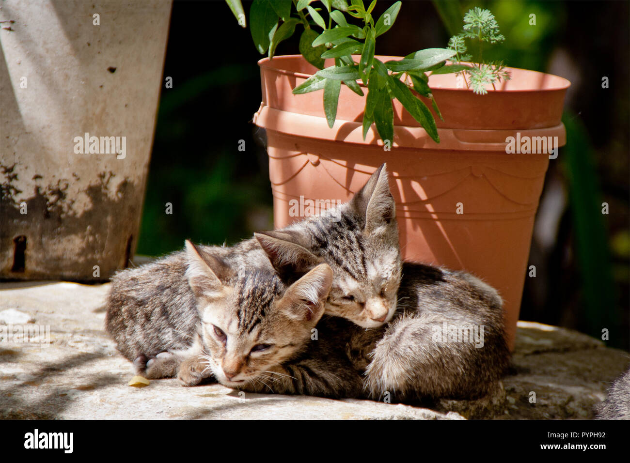 Sleepy feline hi-res stock photography and images - Alamy