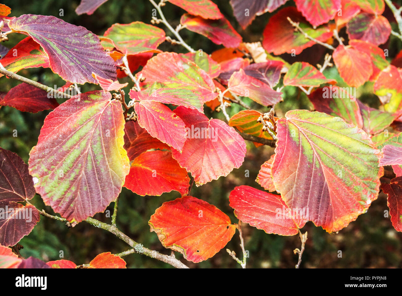 Witch hazel diane leaves hi-res stock photography and images - Alamy