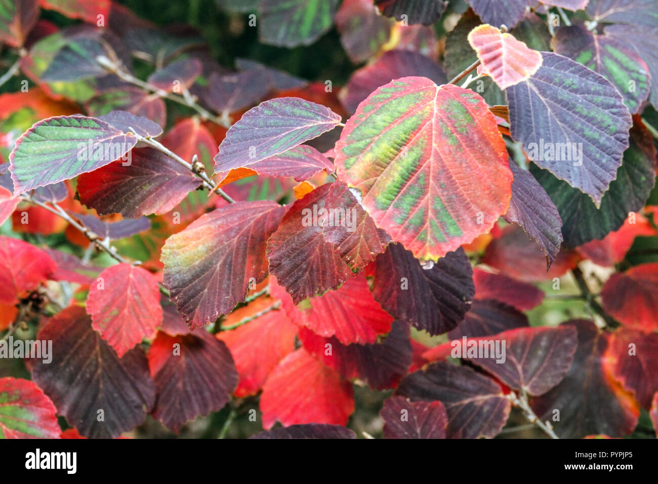 Witch Hazel, Hamamelis x intermedia 'Diane' Stock Photo - Alamy